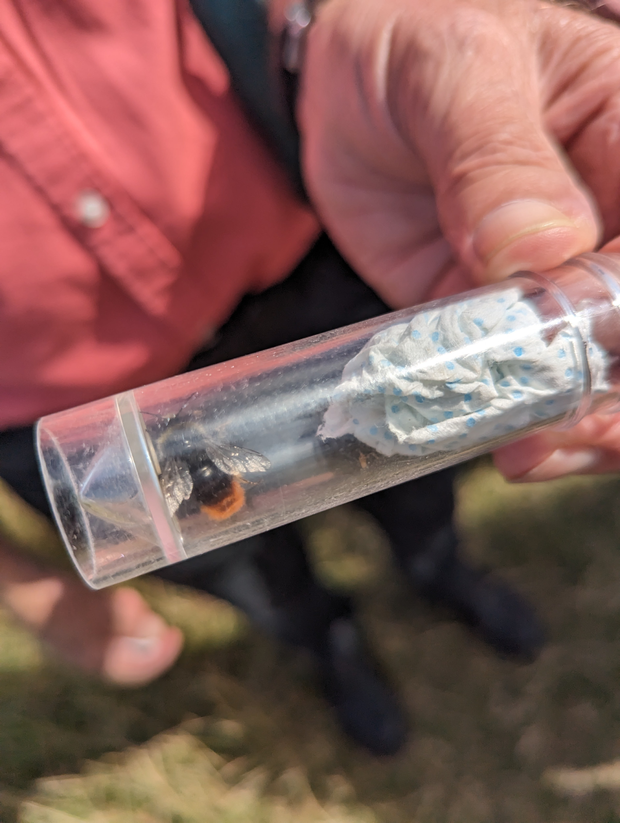 Foreness Point plays host to buzzing bumblebee and biodiversity ...