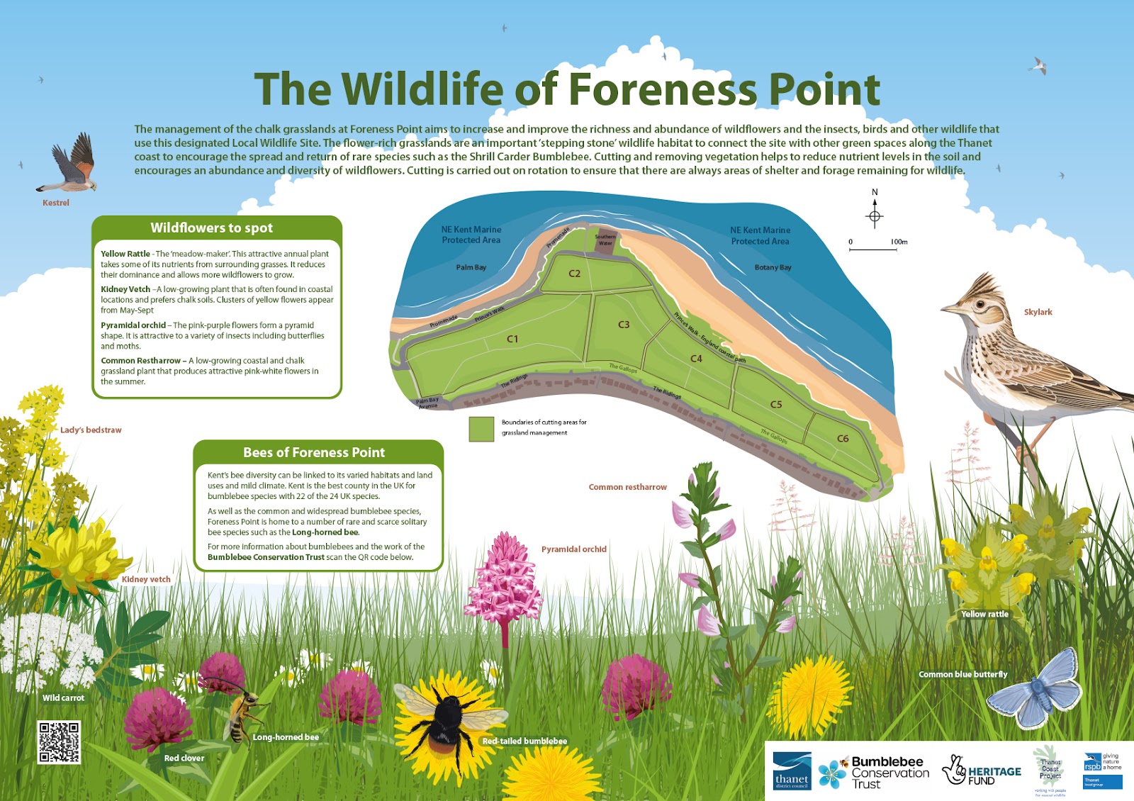 Foreness Point plays host to buzzing bumblebee and biodiversity ...